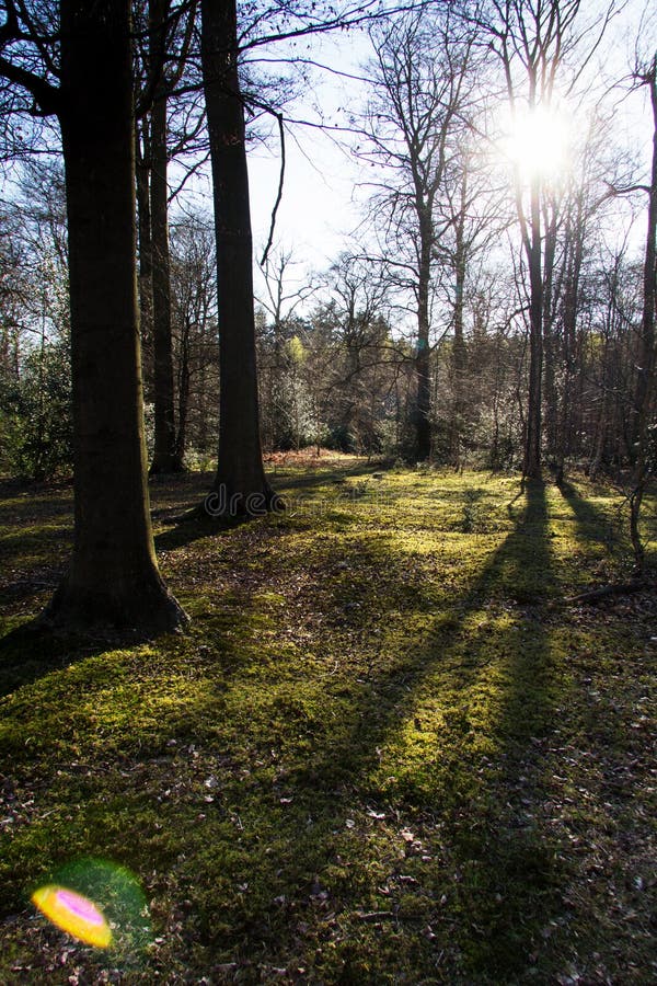 Low Sun through Trees in the Woods Stock Photo - Image of tree, wood ...