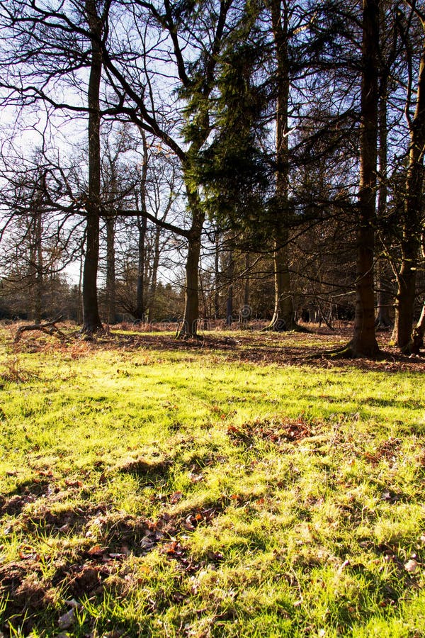 Low Sun through Trees in the Woods Stock Image - Image of natural ...