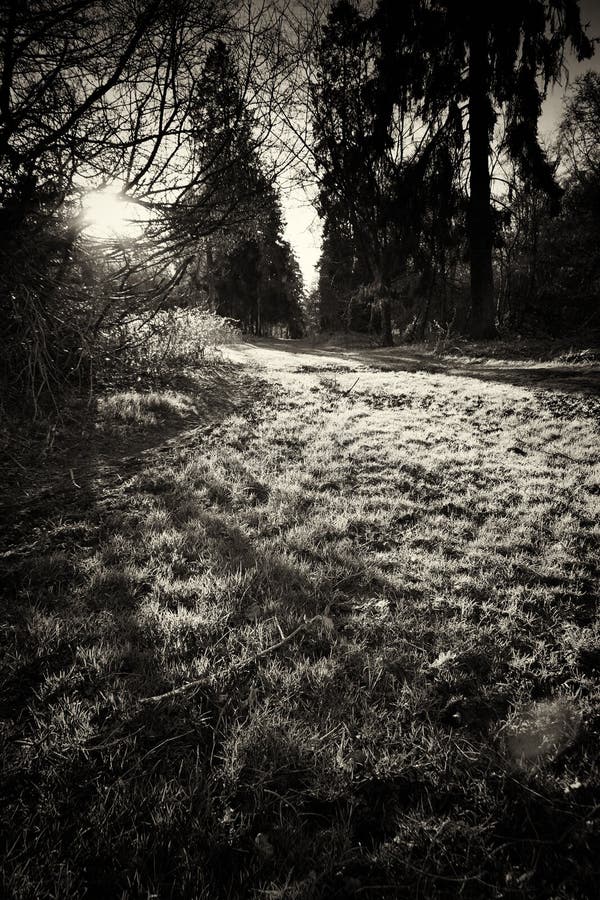 Low Sun through Trees in the Woods Stock Image - Image of woodland ...