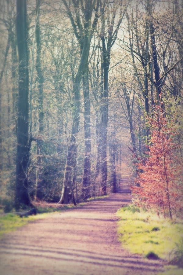Low Sun through Trees in the Woods Stock Photo - Image of scenic ...