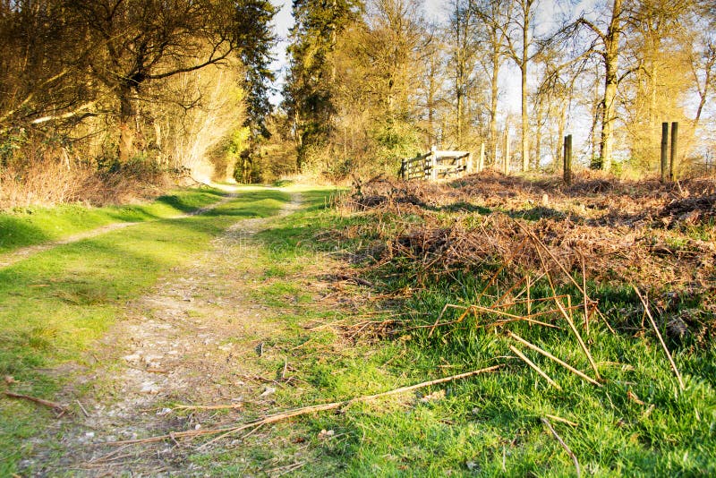 Low Sun through Trees in the Woods Stock Photo - Image of brown ...