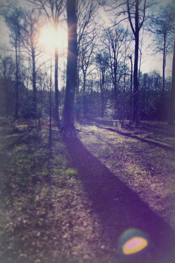 Low Sun through Trees in the Woods Stock Image - Image of shadow ...