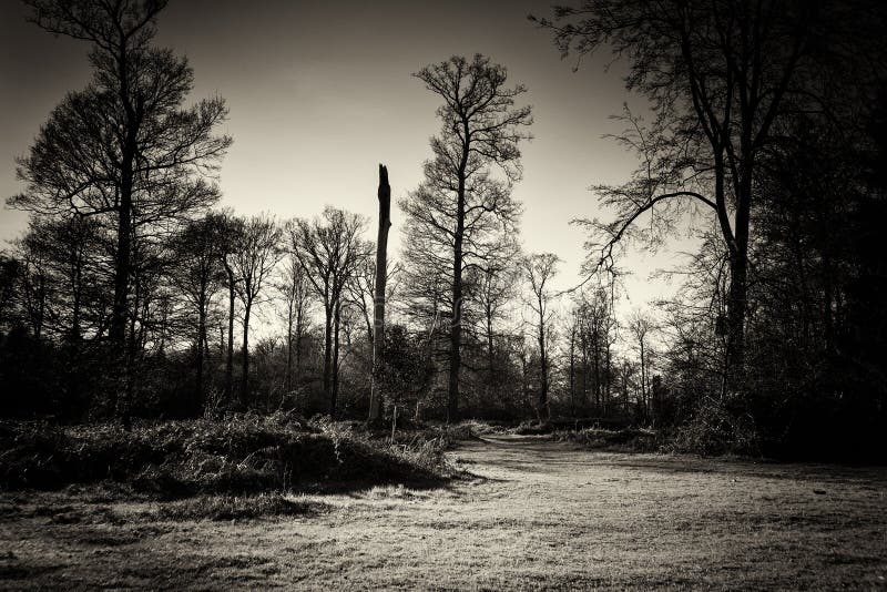 Low Sun through Trees in the Woods Stock Photo - Image of background ...