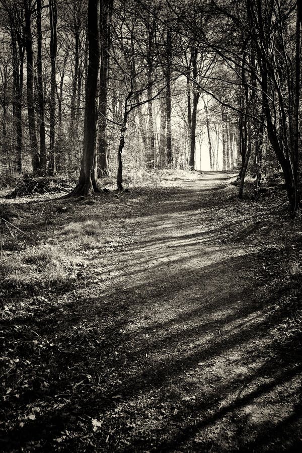 Low Sun through Trees in the Woods Stock Photo - Image of shadow, woods ...