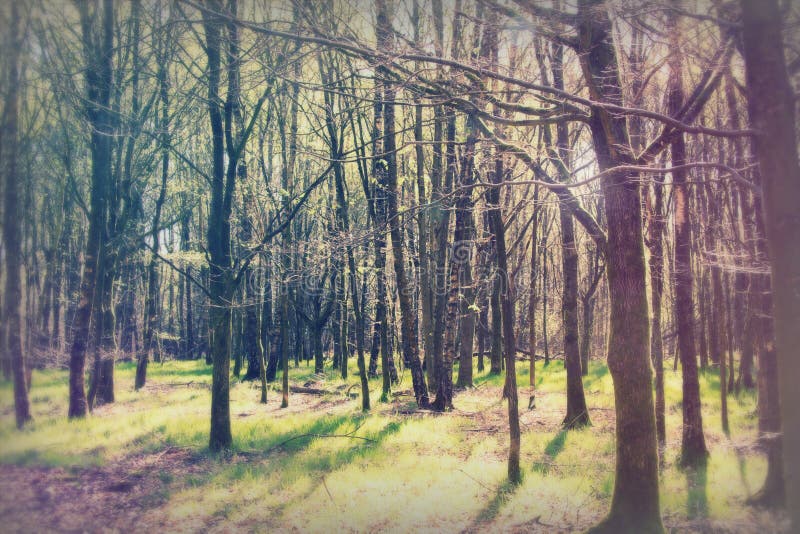 Low Sun through Trees in the Woods Stock Photo - Image of scenic ...