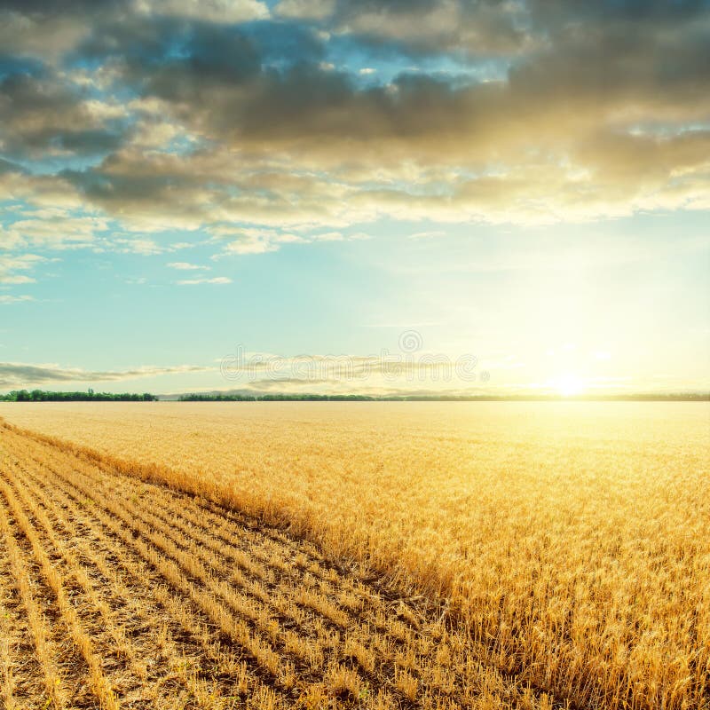 Low Sun Under Clouds and Harvesting Field Stock Image - Image of growth ...