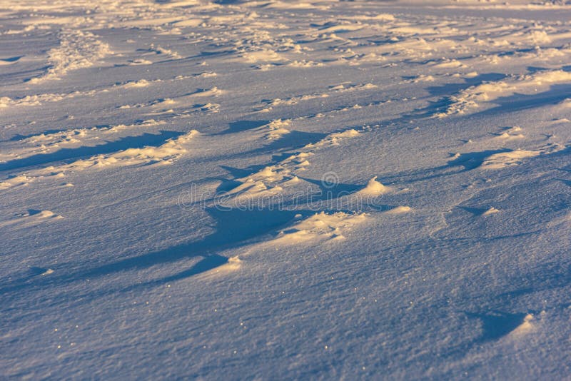 Low Sunlight Making Long Shadows in Snow on a Field.. Stock Photo ...