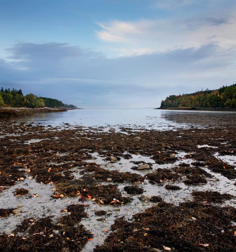 Low Tide stock photo. Image of cloud, tide, coast, ocean - 9391938