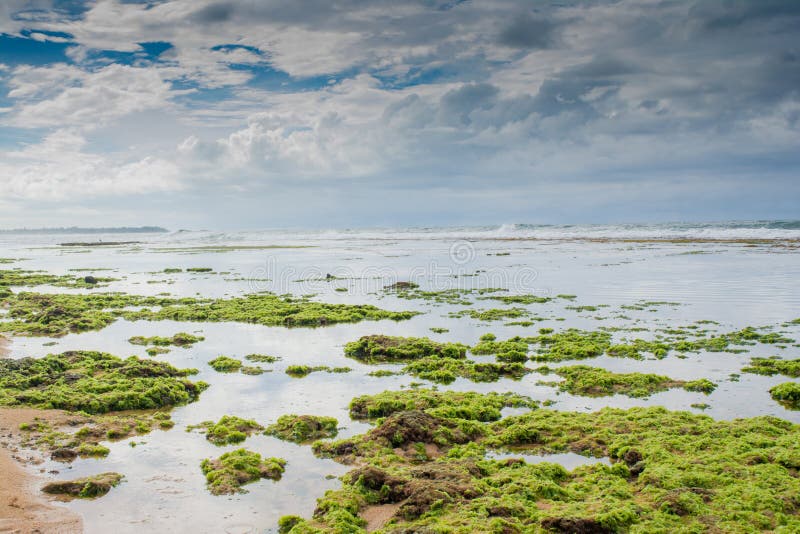 Low Tide at the Beach Near Ocen Stock Photo - Image of corals, crow ...