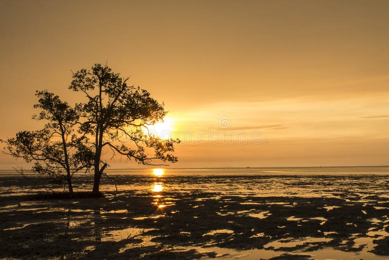Low Tide on the Beach at Sunset Stock Photo - Image of tree, peace ...