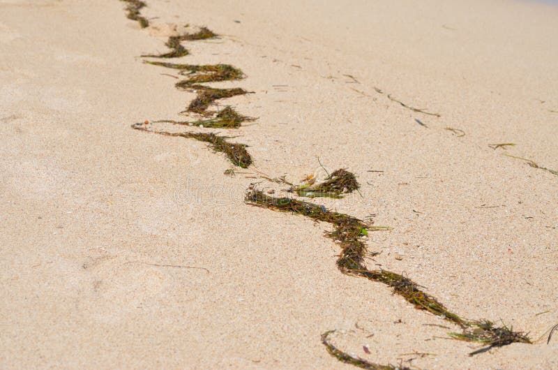 High Tide Line with Seaweed Forming a Barrier Stock Image - Image of ...