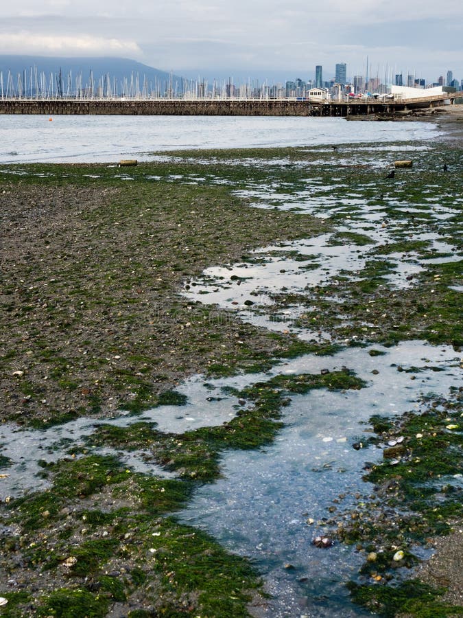 Low Tide at Jericho Beach in Vancouver Stock Photo - Image of coast ...