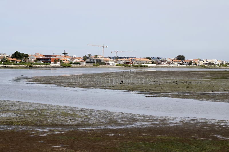 Low Tide in the Lagoon Ria De Aveiro, with People Picking Up Shell and ...