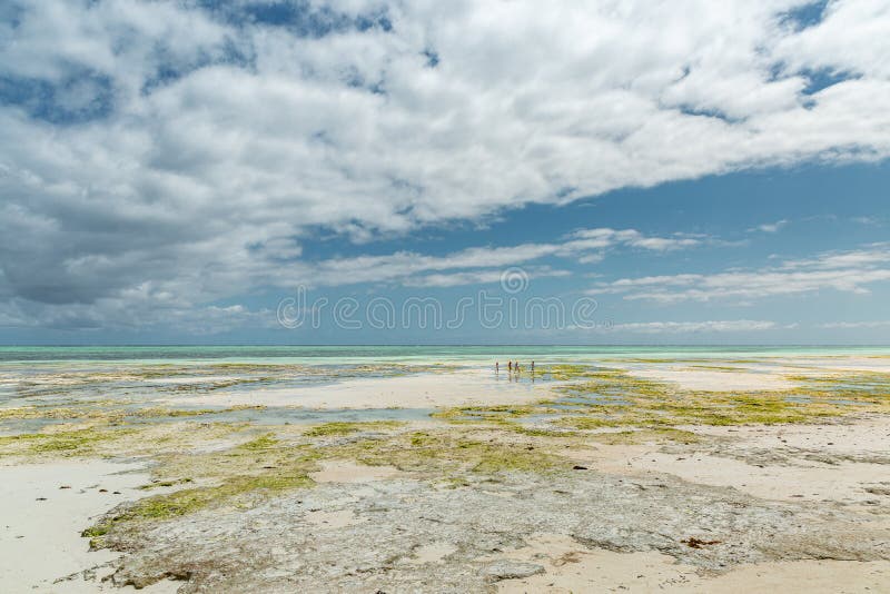 Low tide on ocean stock image. Image of coast, green - 169866303