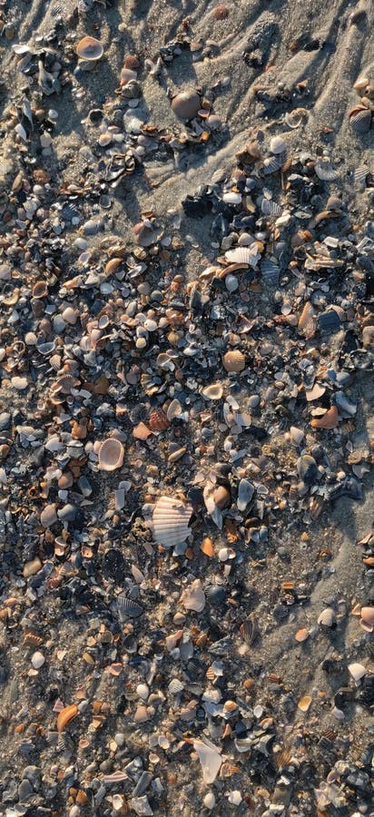 Low tide seashells stock image. Image of assorted, seashells - 138995177
