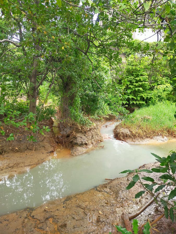 Low Tide in the Small River is in the Wild Forest Stock Photo - Image ...