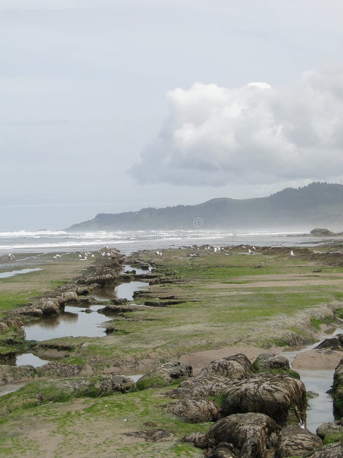 Low tide, tide pools, stock image. Image of beach, tidal - 15967229