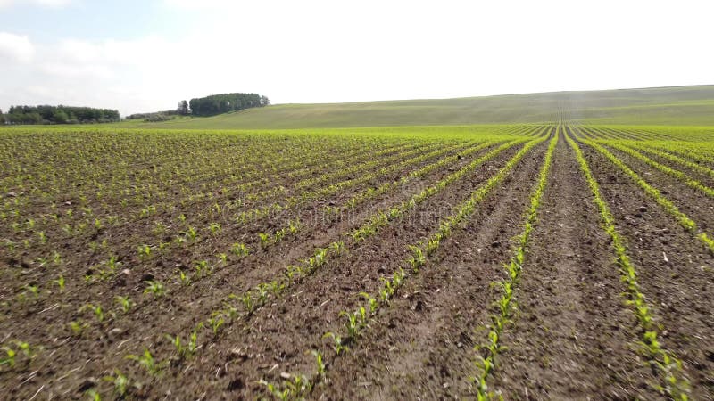 Low Tracking Motion Over Crop Rows Growing Stock Footage - Video of ...