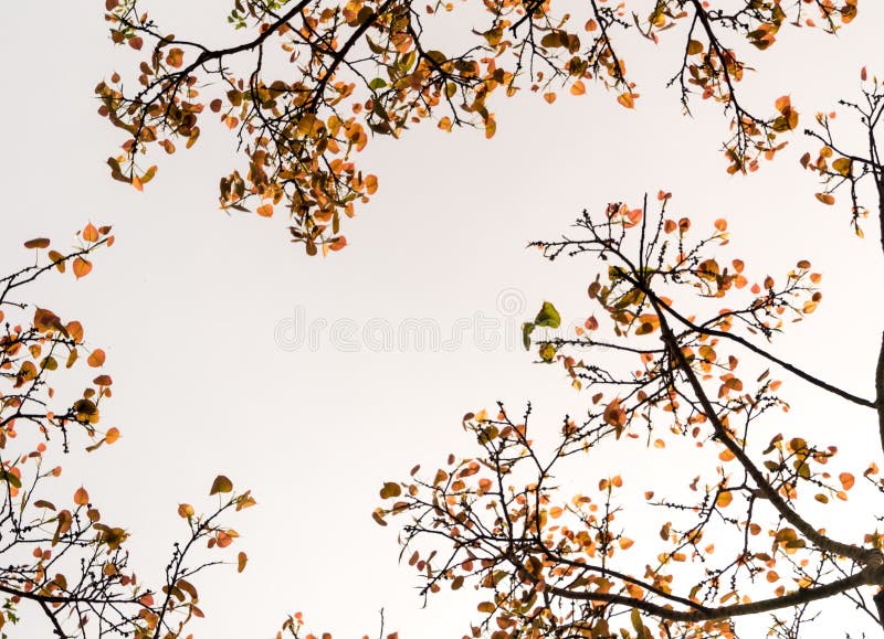 A Low Vantage Point To the Leaves of Sacred Fig Tree , Looking Up To ...