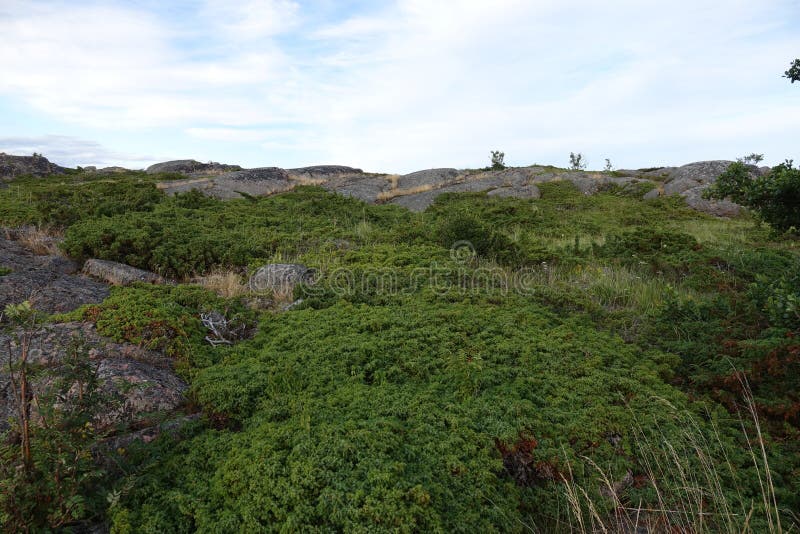Low Vegetation is Common in the Archipelago of Finland because of the ...