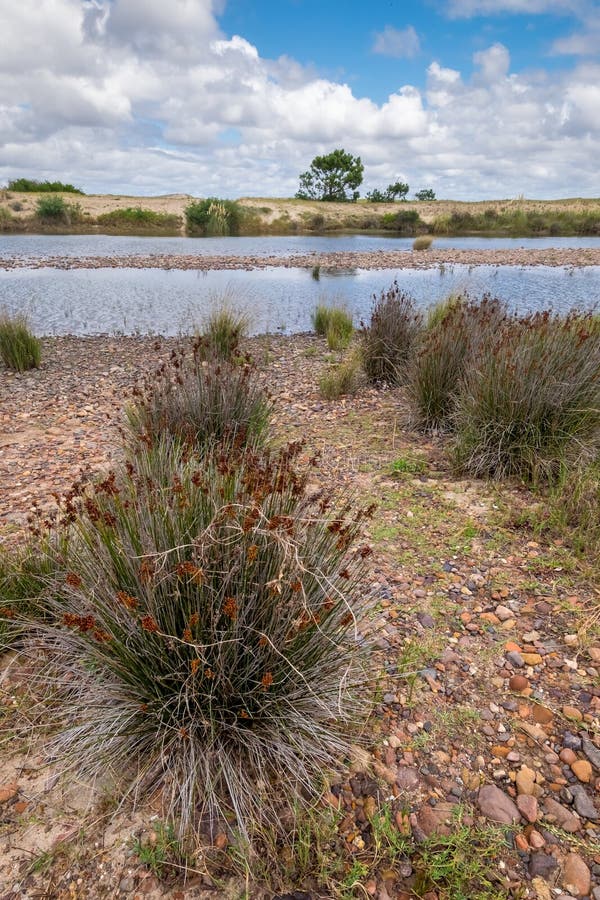 Low Vegetation and Trees Next To a Stream Under a Fairly Cloudy Sky ...