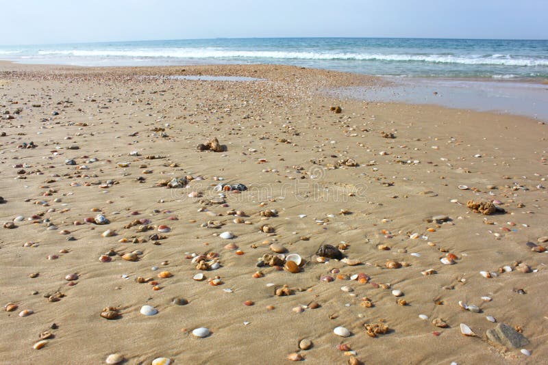 Low View of Beach Sand and Seashells Stock Image - Image of coast ...