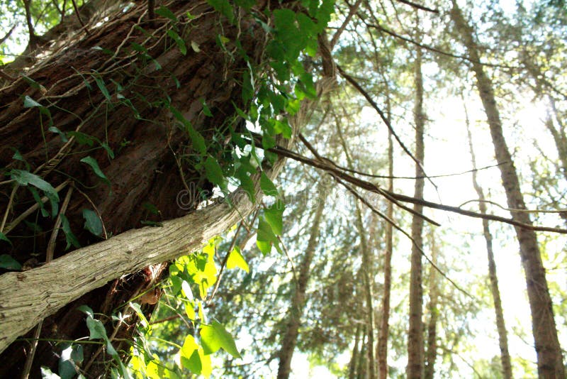 Tree Trunk with Vine in Woods Stock Photo - Image of trunk, leaf: 147827236