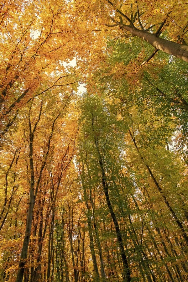 Low View of Nature of Fall Forest. Forest Nature in Fall Season Stock ...
