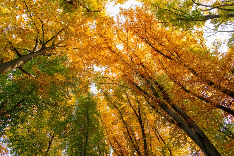 Low View of November Nature of Fall Forest. Forest Nature in Fall ...