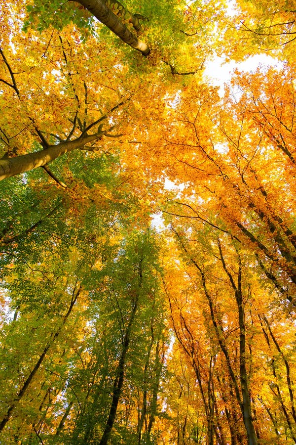 Low View of Seasonal Nature of Fall Forest. Forest Nature in Fall ...