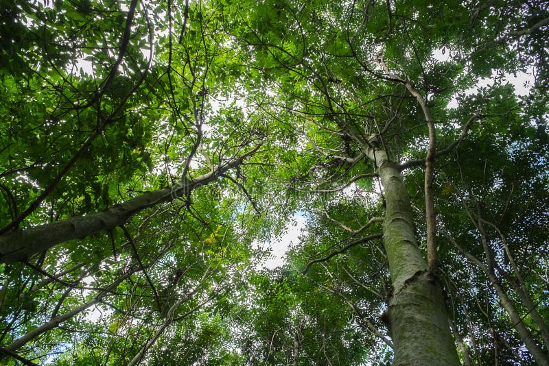 Low Viewpoint Shot of Trees Stock Image - Image of botany, view: 49545623
