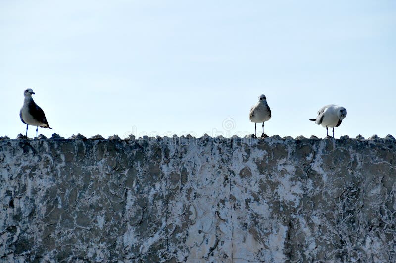 Three seagulls on the wall stock image. Image of rock - 264216091