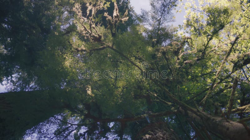 Low Wide Angle of an Old-growth Dense Forest Covered in Moss Stock ...