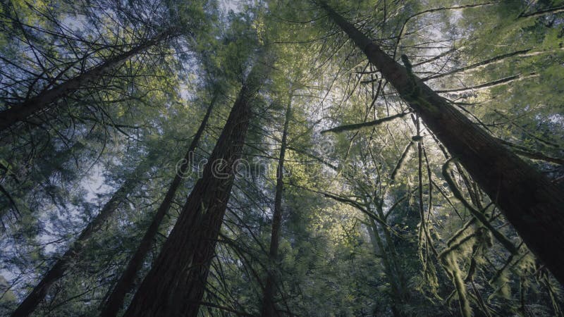 Low Wide Angle of an Old-growth Dense Pine Trees Forest Stock Footage ...