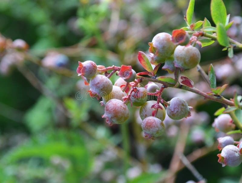 Lowbush blueberry stock image. Image of delicious, grass - 43465547