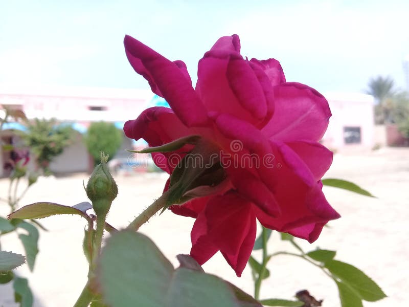 Lower Angle Image of Beautiful Red Rose Stock Photo - Image of plant ...