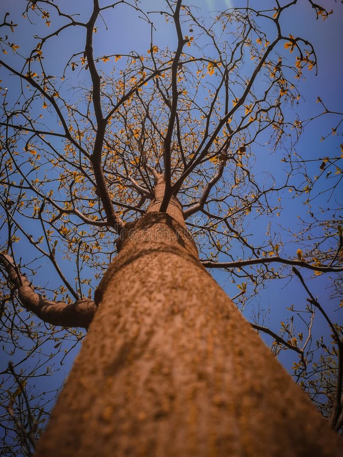 Lower Angle of Tree during Sunset. Stock Photo - Image of angle, tree ...