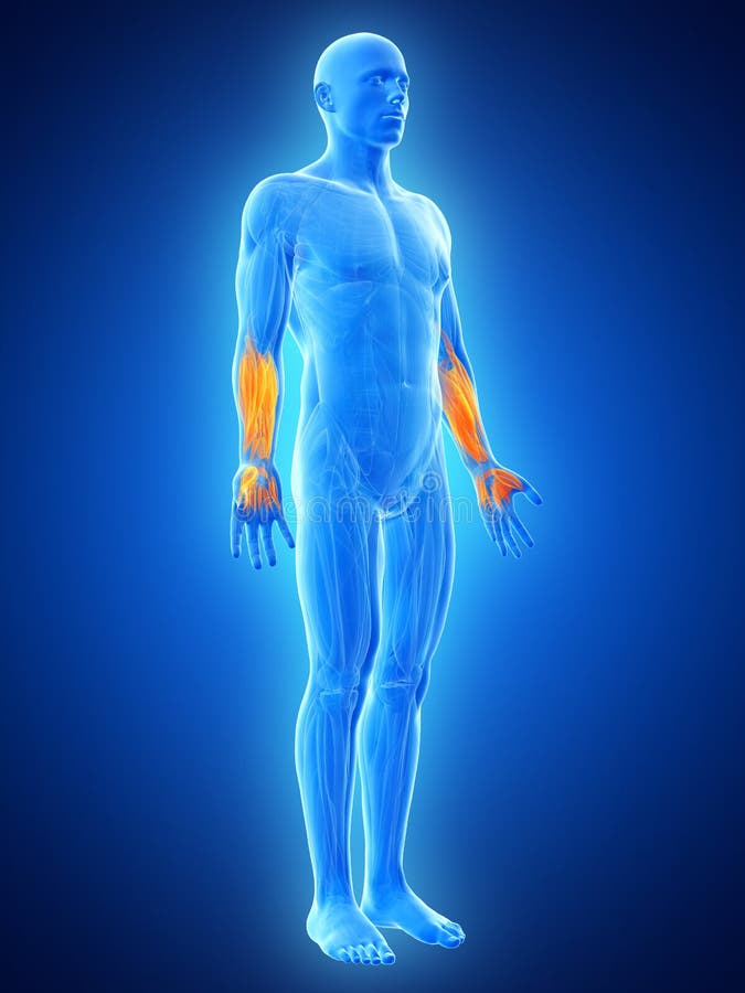 The lower arm muscles stock illustration. Illustration of human - 39791532