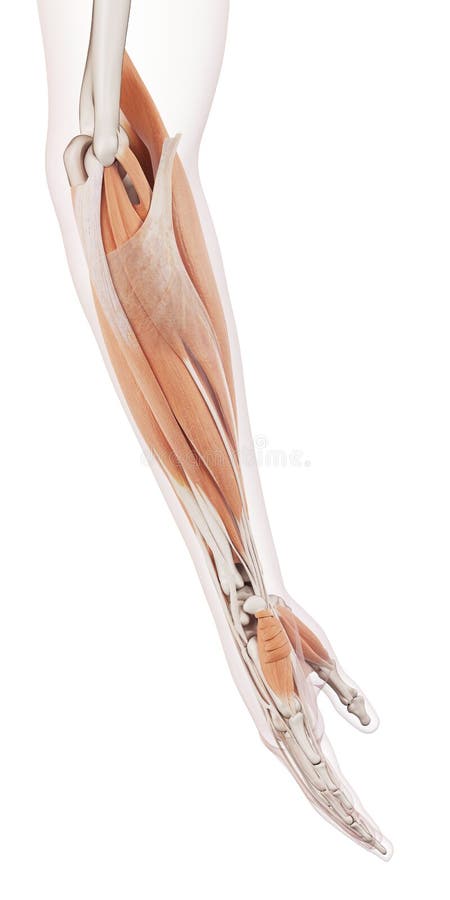The lower arm muscles stock illustration. Illustration of white - 57547858