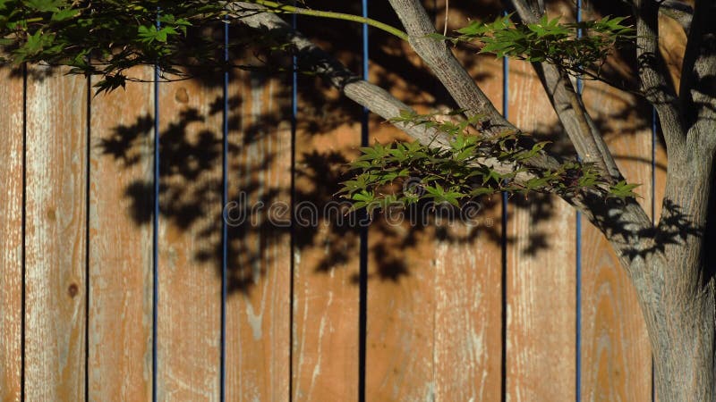 Strong Morning Light on a Mature Japanese Maple with Shadows on the ...