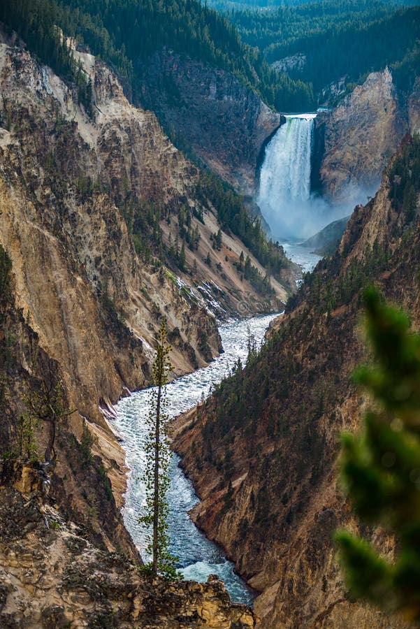 Lower Falls of the Yellowstone from Artist Point Stock Photo - Image of ...