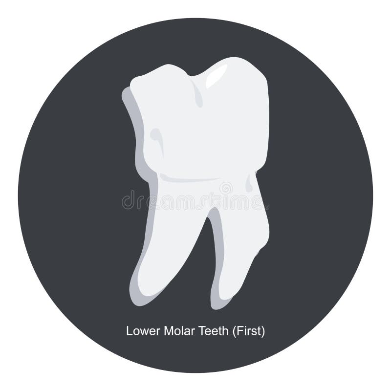 First Molar Tooth Stock Illustrations – 337 First Molar Tooth Stock ...