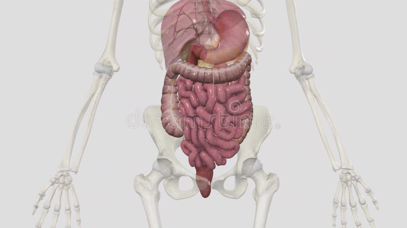 Lower Gastrointestinal Tract