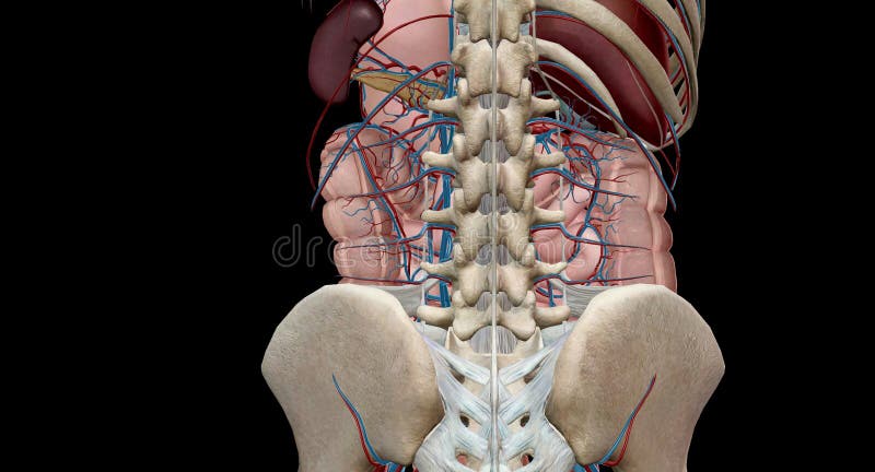 The Lower Gastrointestinal (GI) Tract is the Last Part of the Digestive ...