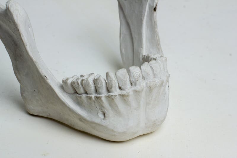 The Lower Jaw of a Human Skull Made from Plaster on White Background ...