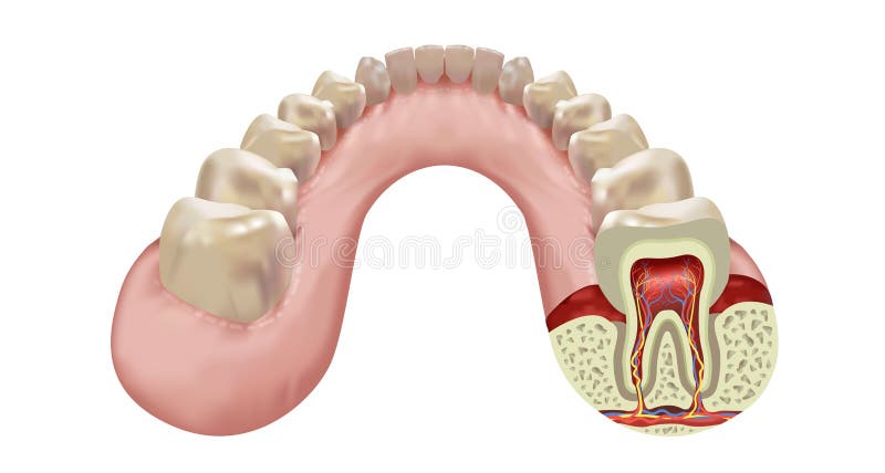Lower teeth 2 stock illustration. Illustration of bite - 996420