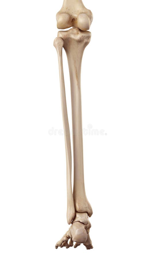 The lower leg bones stock illustration. Illustration of musculature ...