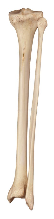 The lower leg bones stock illustration. Illustration of fibula - 57843550