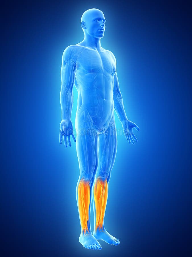 The lower leg muscles stock illustration. Illustration of physiology ...