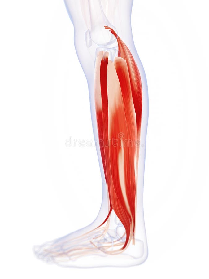 The lower leg muscles stock illustration. Illustration of fibre - 34165094